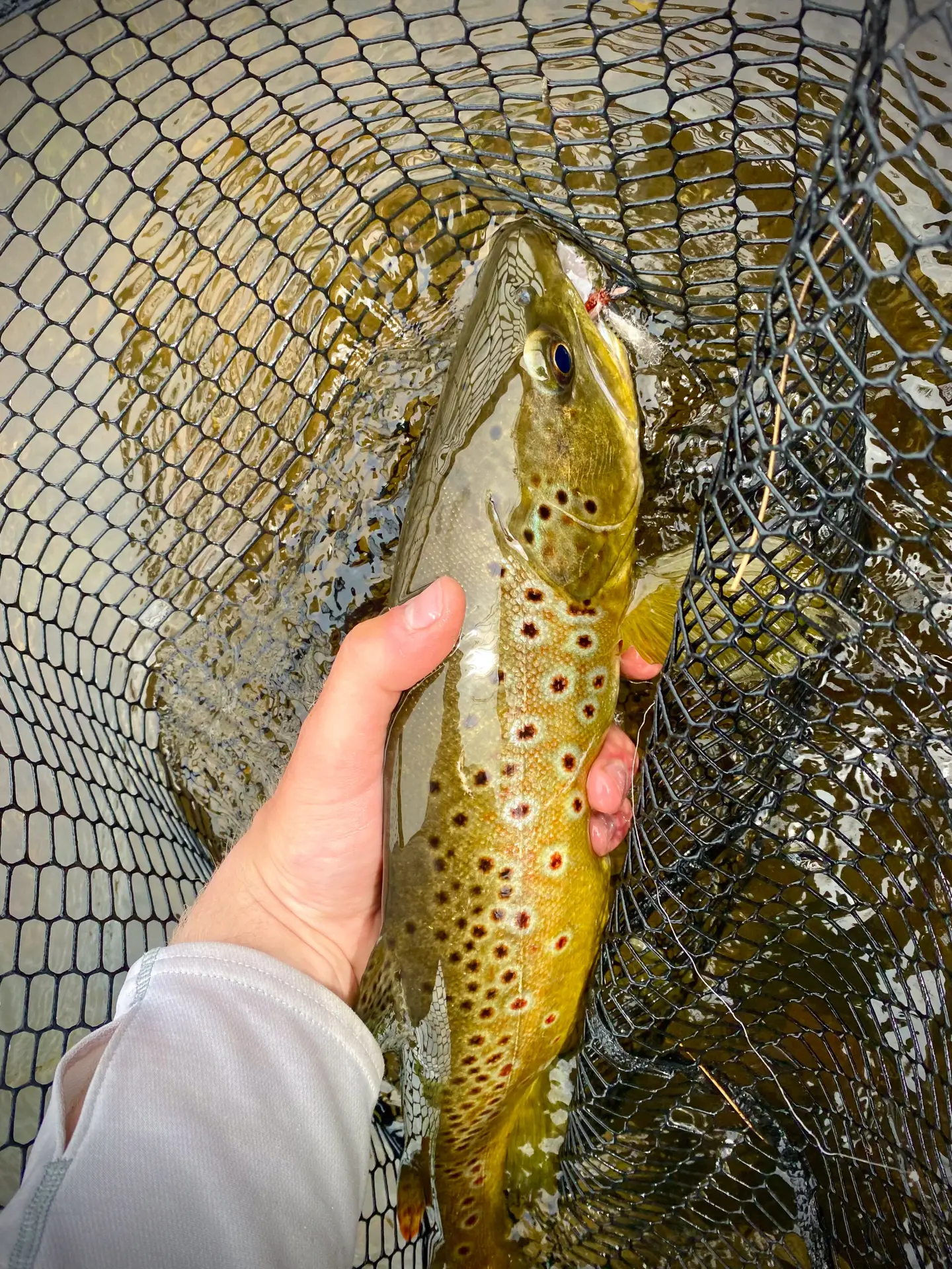 Fish True To Yourself - The Curious Angler