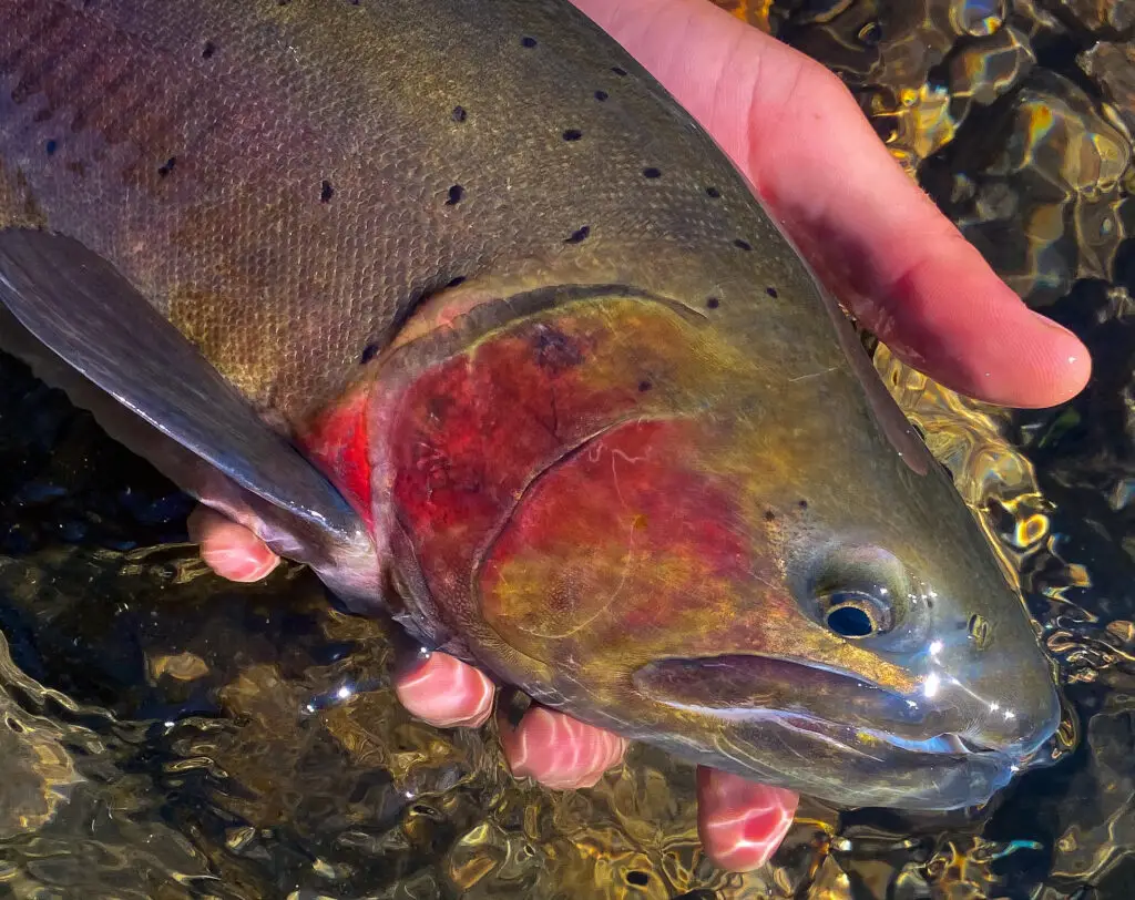 What Goes Into Catching a Special Fish? - The Curious Angler