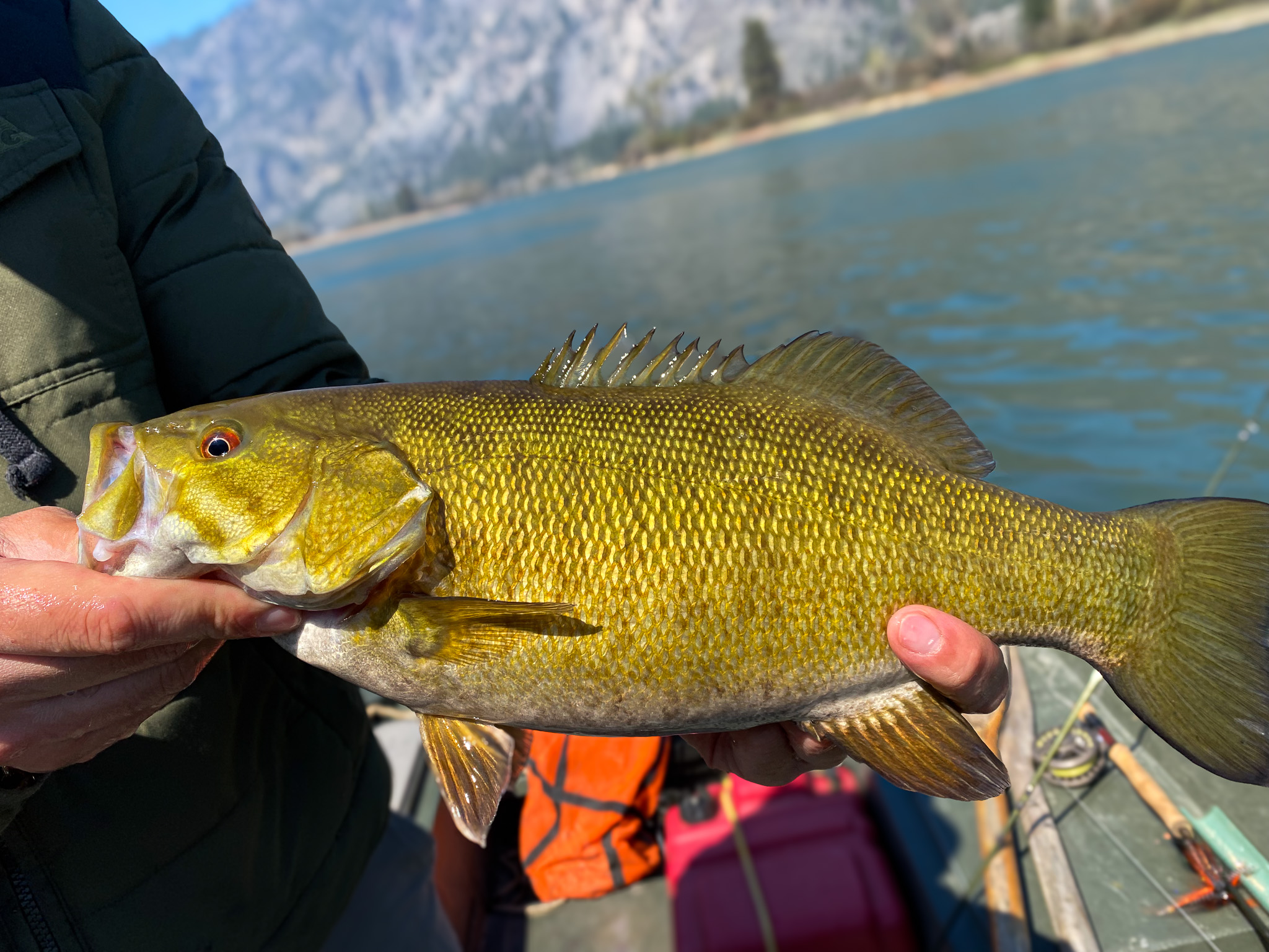 Montana Smallmouth - The Curious Angler