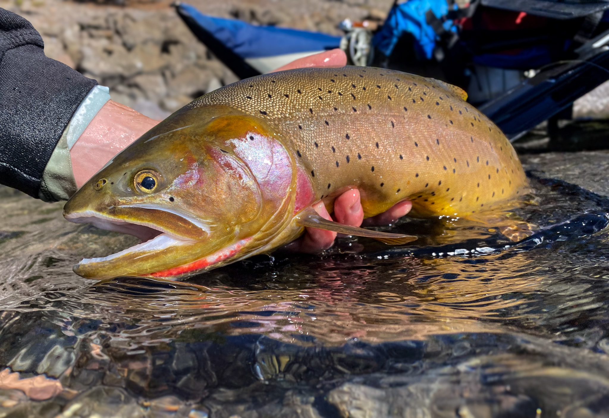 Yellowstone Cutthroat Trout - The Curious Angler