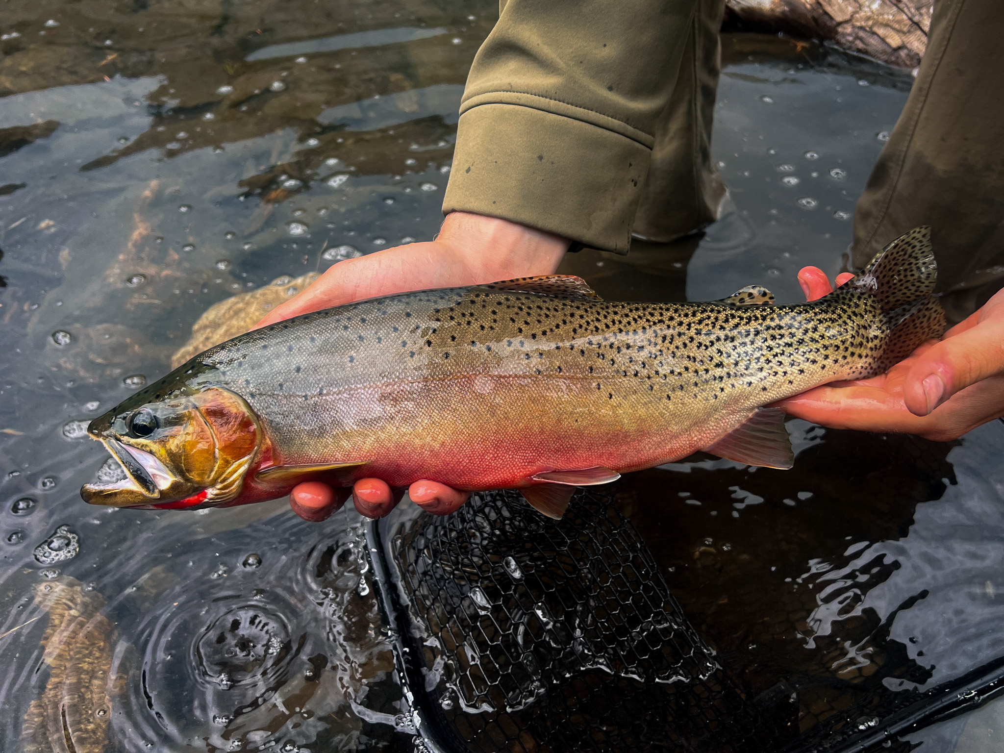 Westslope Cutthroat Trout - The Curious Angler